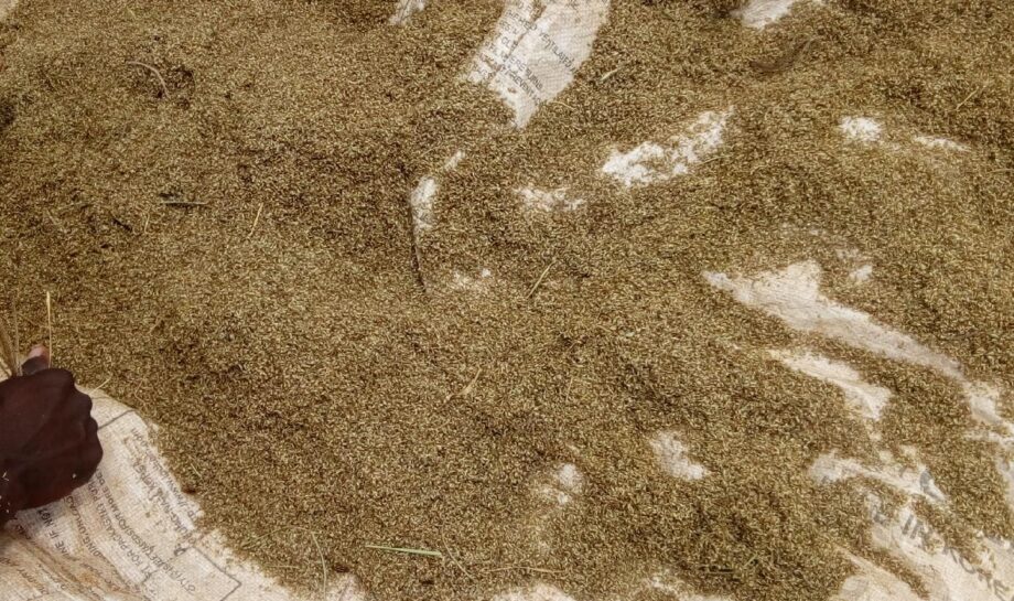 Boma Rhodes Grass Seeds (Chloris Gayana) | MintGrassDealers