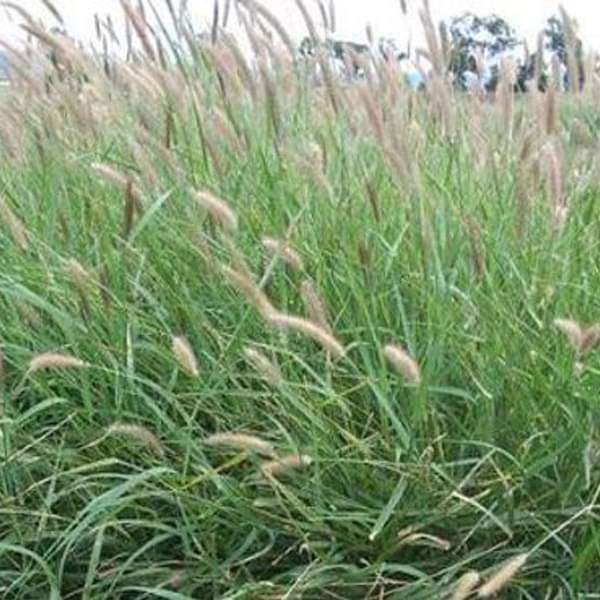 Cenchrus Ciliaris Seeds (Buffel, African Foxtail) | MintGrassDealers