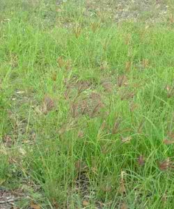 Boma Grass Seeds (Price Per/Kgs) | MintGrassDealers