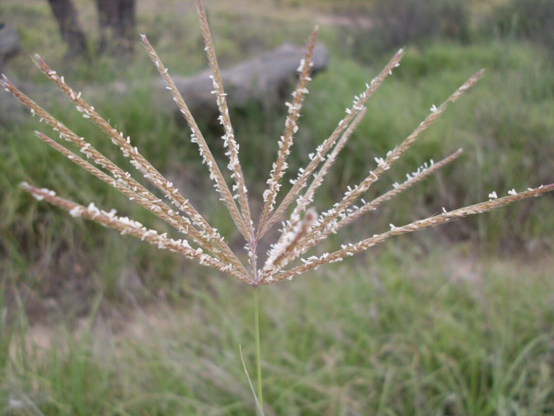 Boma Rhodes Grass Seeds (Chloris Gayana) | MintGrassDealers